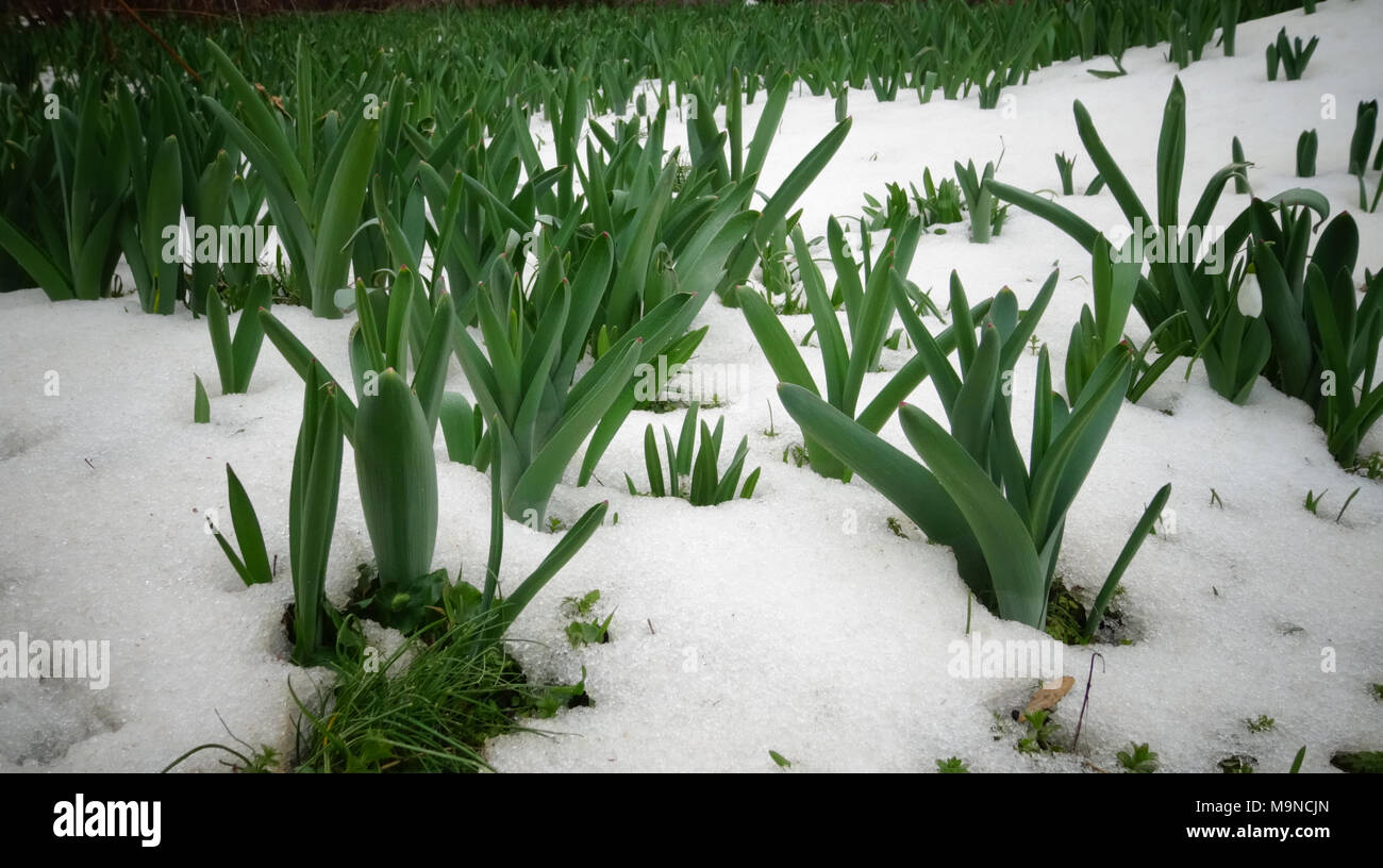 Spring flowers sprout from the snow Stock Photo - Alamy
