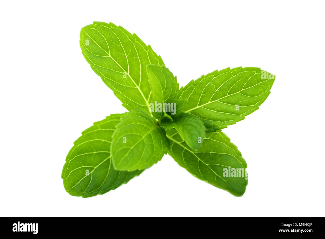 green mint isolated on white background Stock Photo - Alamy