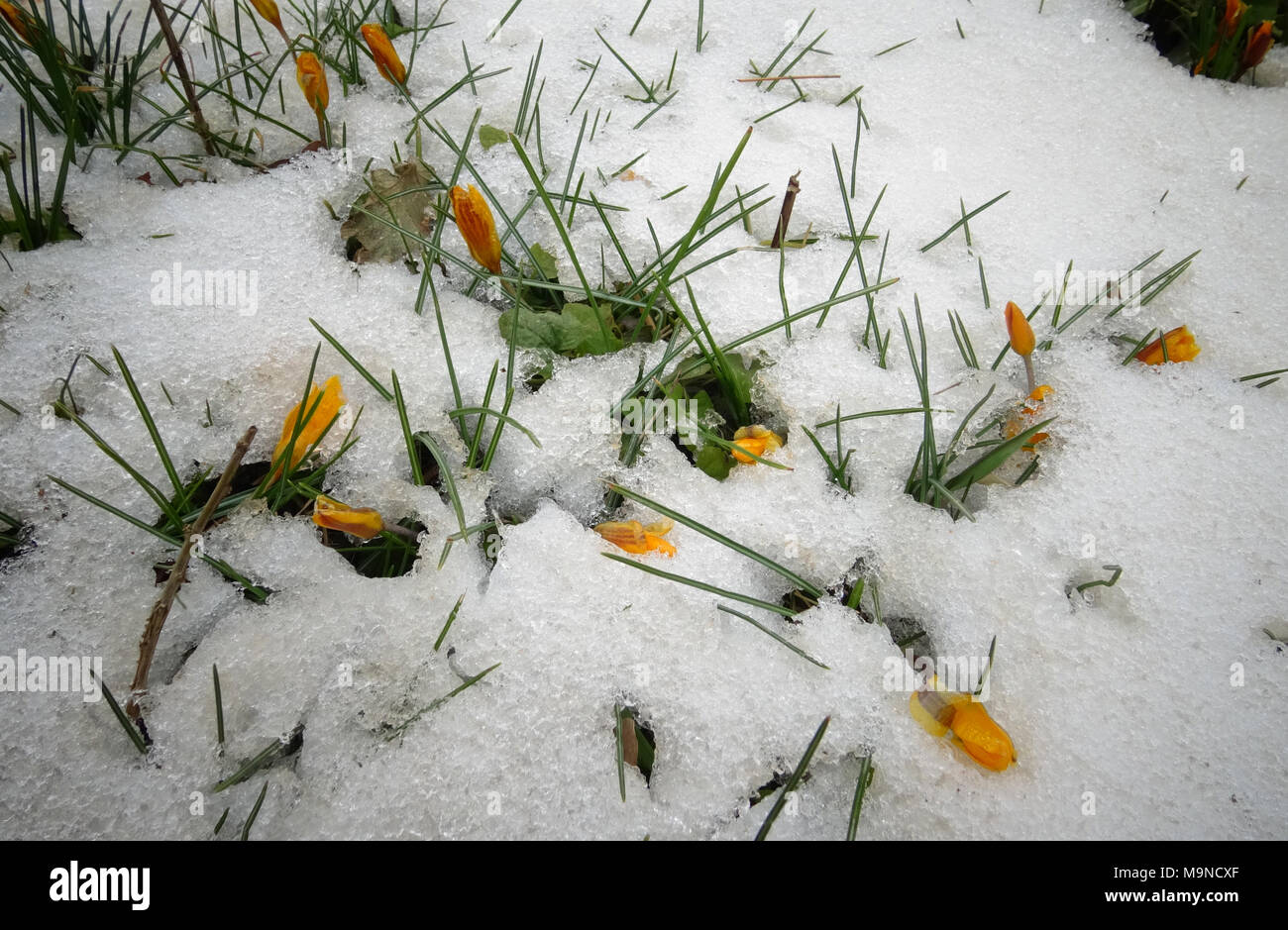 Crocuses, spring flowers sprout from the snow Stock Photo - Alamy