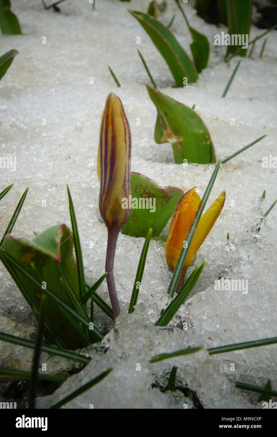 Crocuses, spring flowers sprout from the snow Stock Photo - Alamy