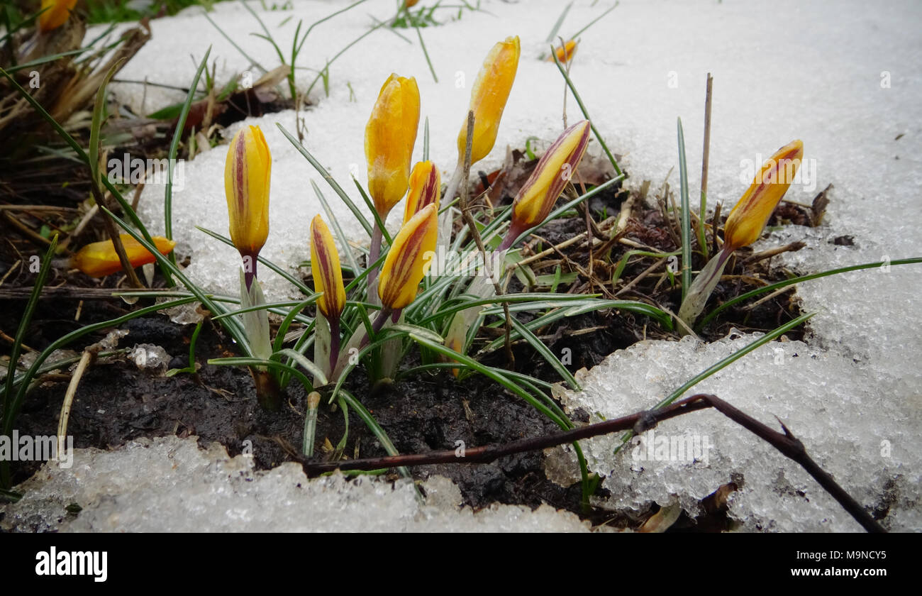 Crocuses, spring flowers sprout from the snow Stock Photo - Alamy