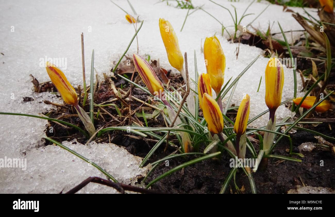 Crocuses, spring flowers sprout from the snow Stock Photo - Alamy