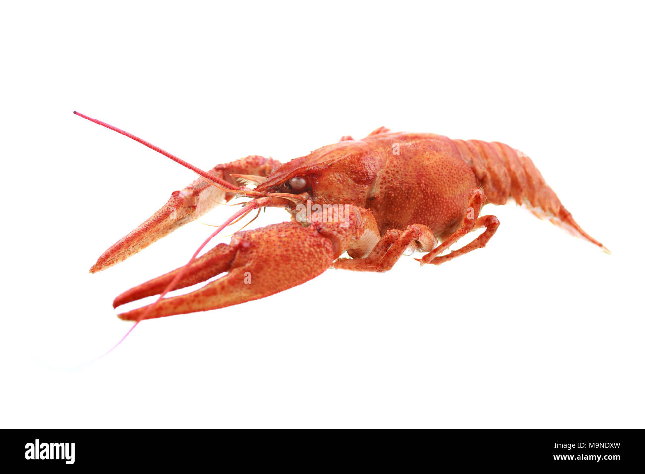 Red reef crab Cut Out Stock Images & Pictures - Alamy