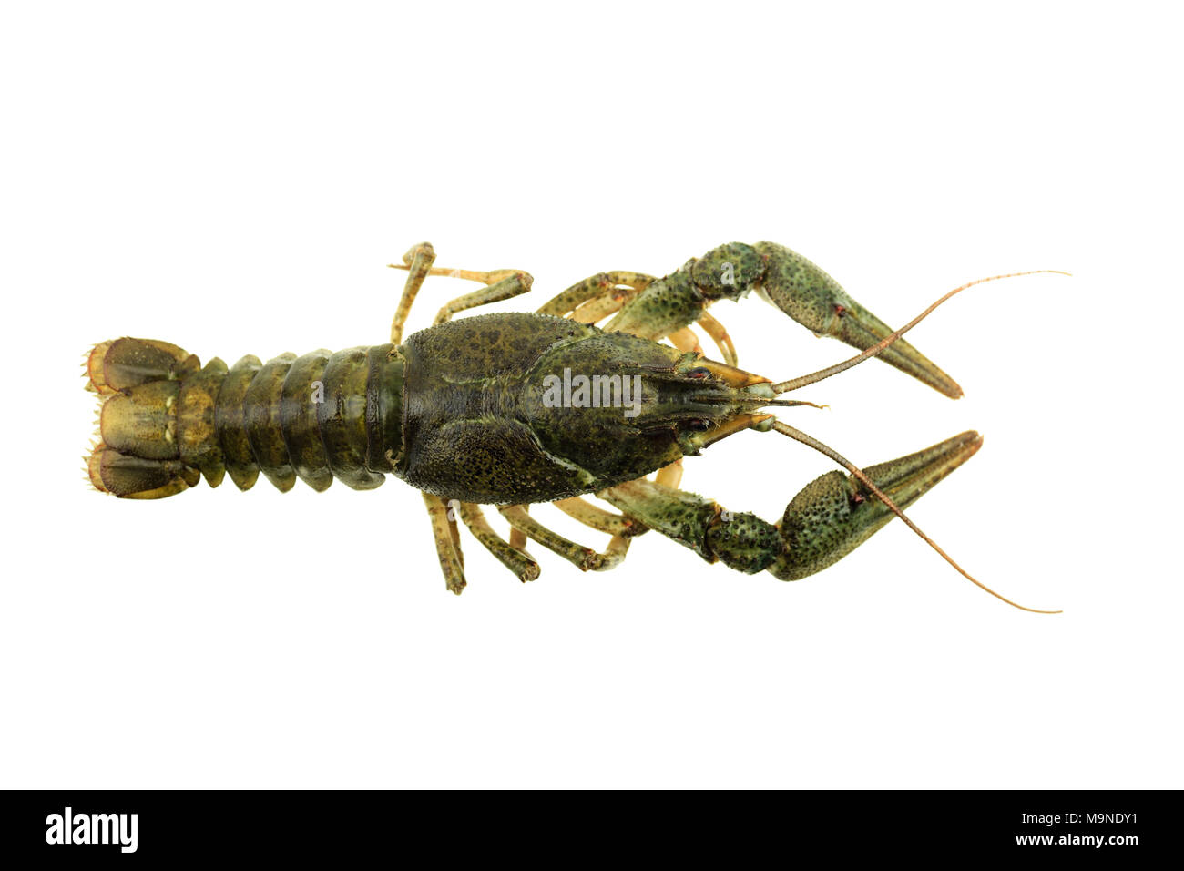 crayfish on isolated white background Stock Photo - Alamy