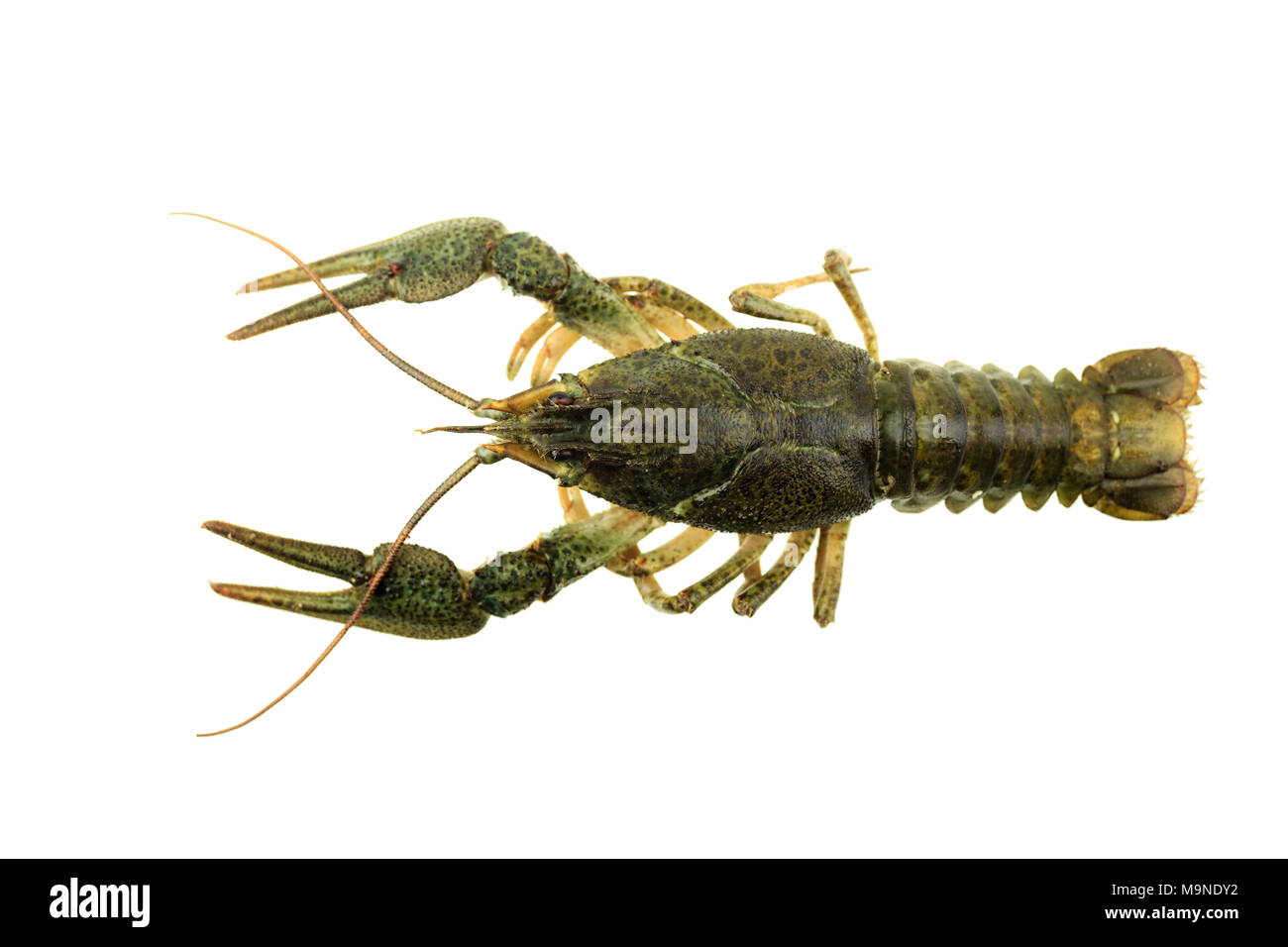 crayfish on isolated white background Stock Photo - Alamy