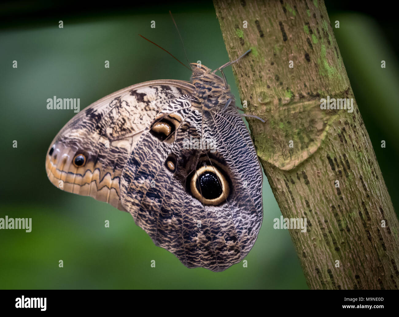 Butterfly with forewing eyespots hi-res stock photography and images ...