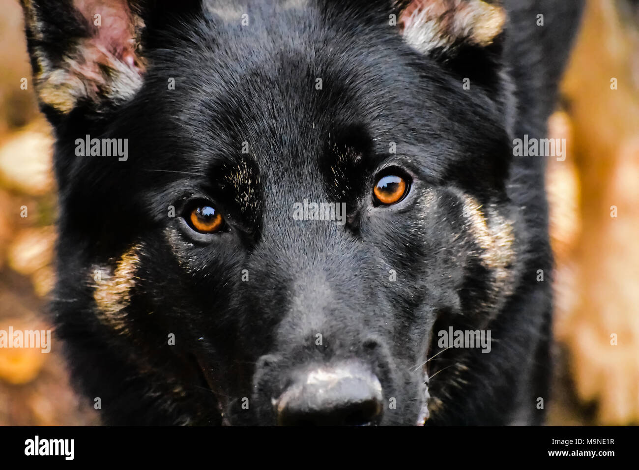 german shepherd eyes Stock Photo - Alamy