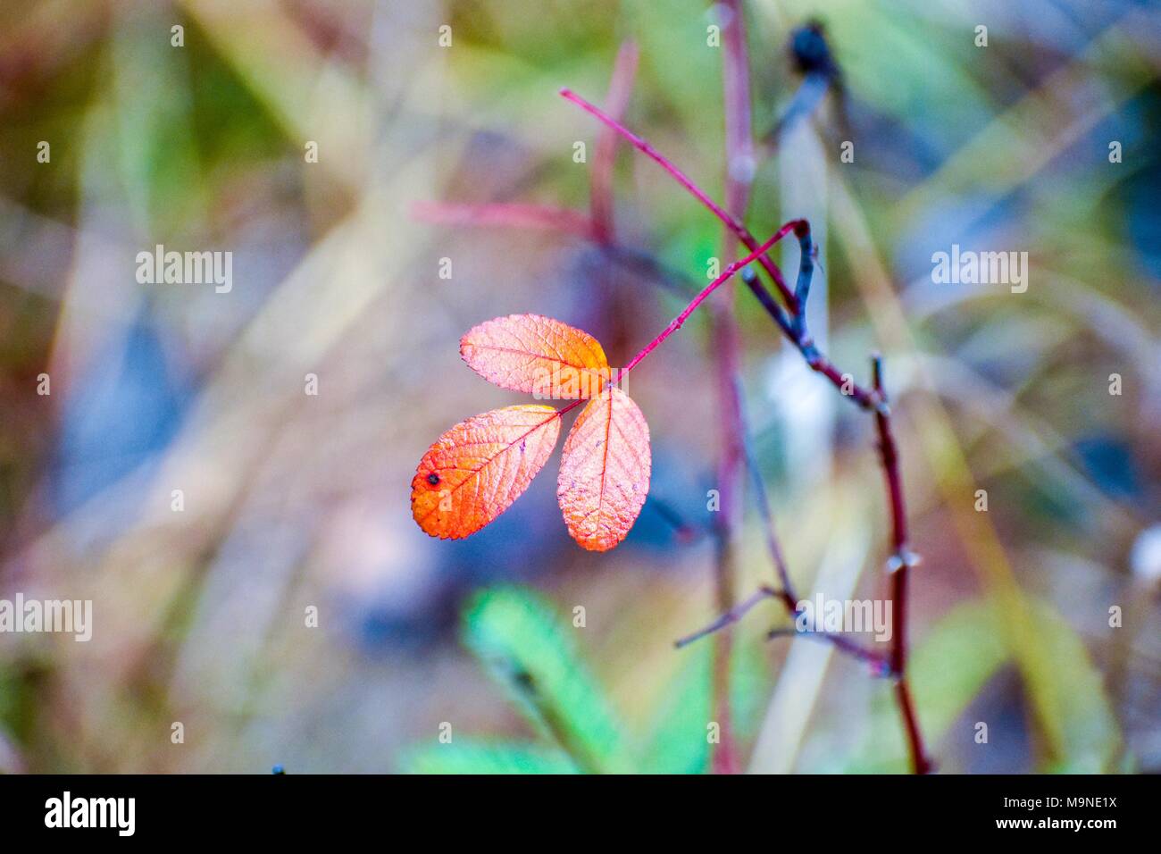 Rowan leafs hi-res stock photography and images - Alamy