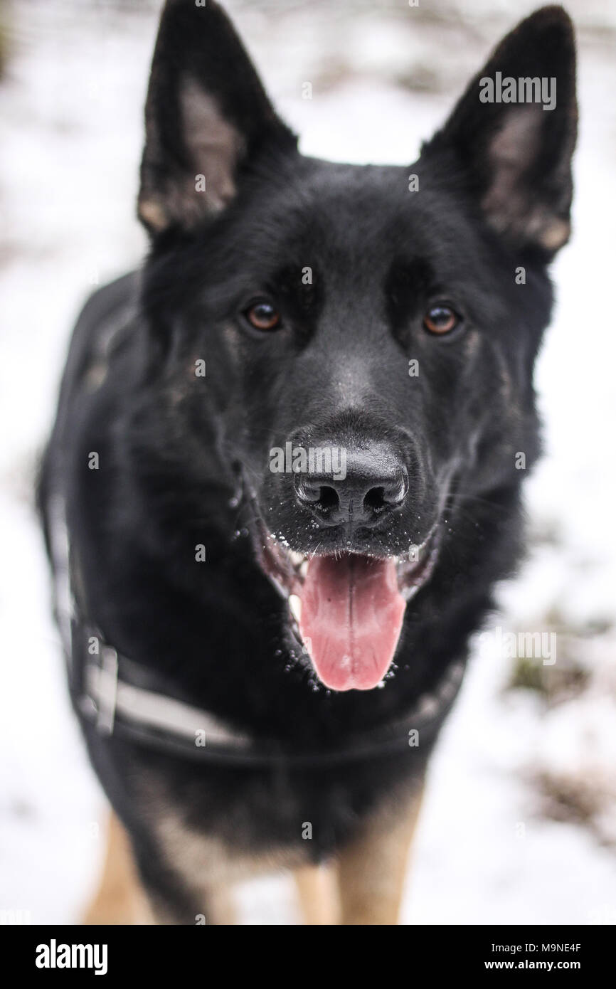 German shepherd headshot Stock Photo - Alamy