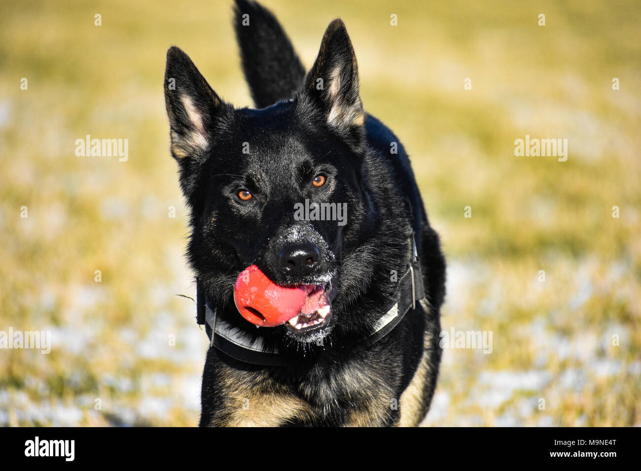 Germanshepherd Stock Photos & Germanshepherd Stock Images - Alamy