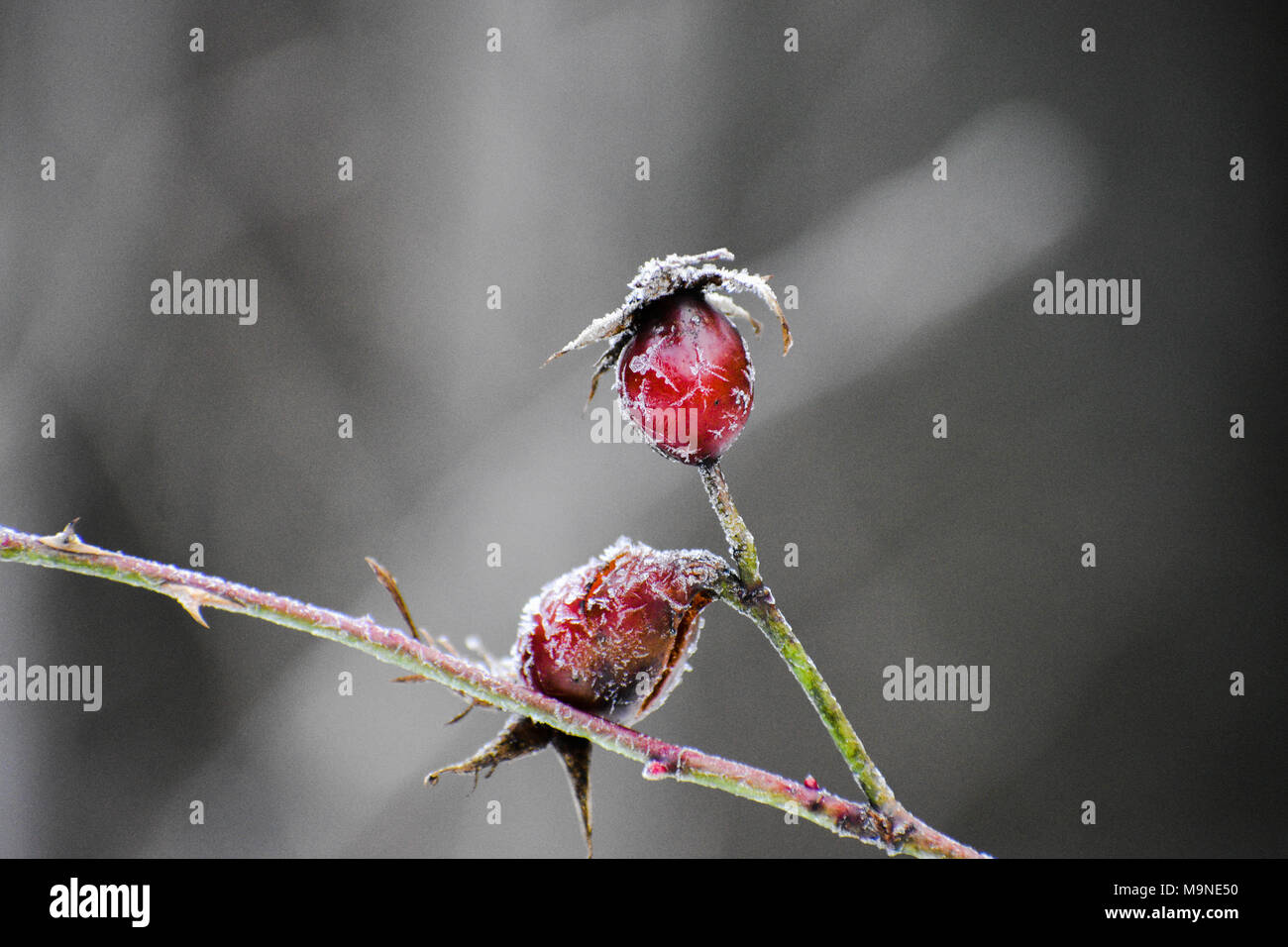 Frozen rose hips Stock Photo - Alamy