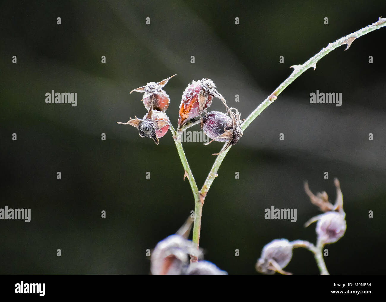 Frozen rose hips Stock Photo - Alamy