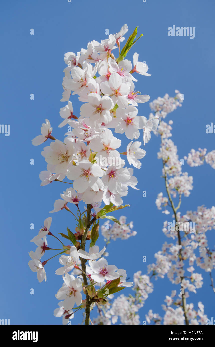 Apple with sky background hi-res stock photography and images - Alamy