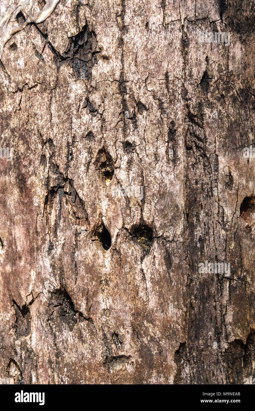 the bark of an old tree texture, natural background Stock Photo - Alamy