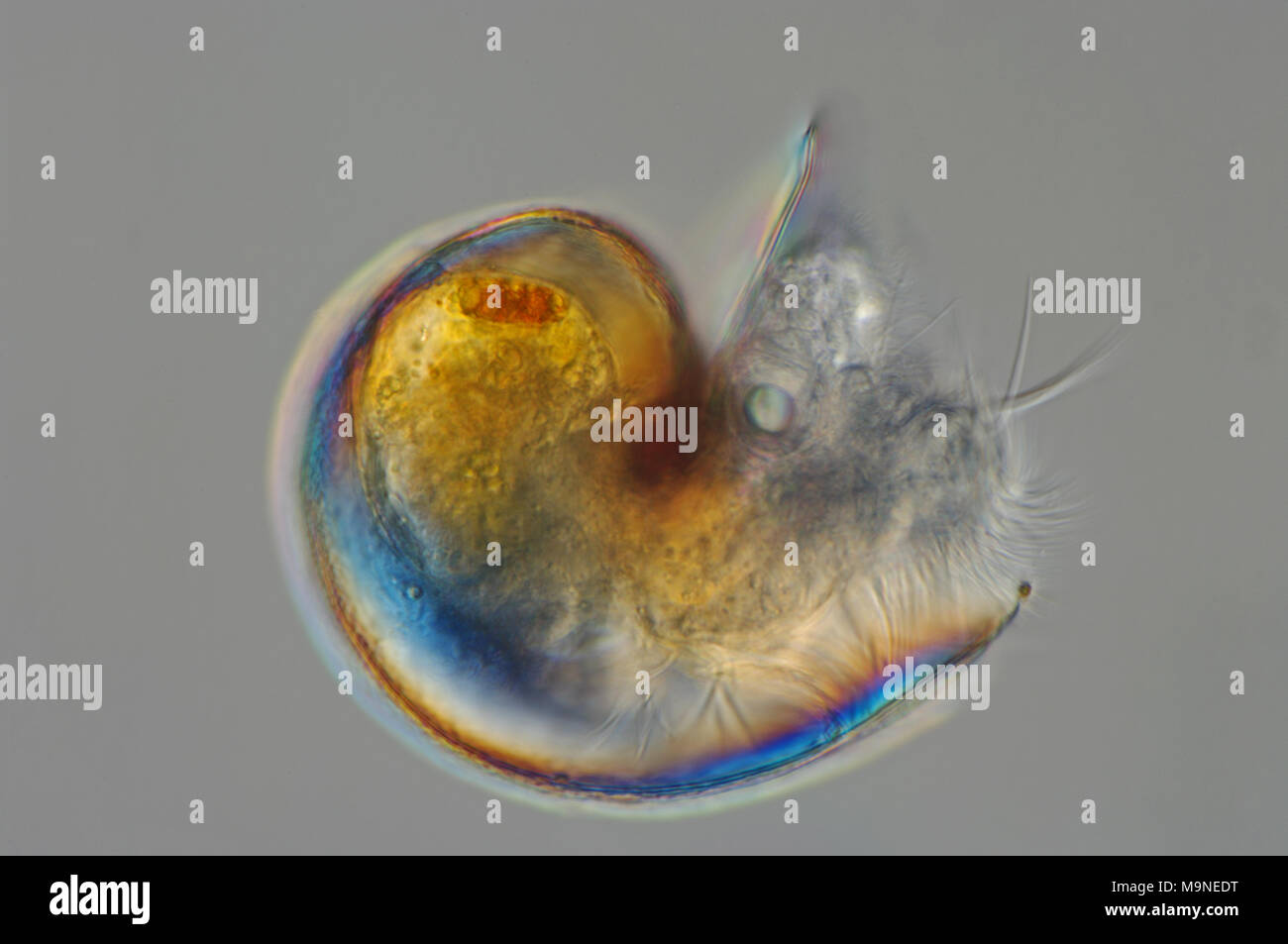 Veliger hi-res stock photography and images - Alamy