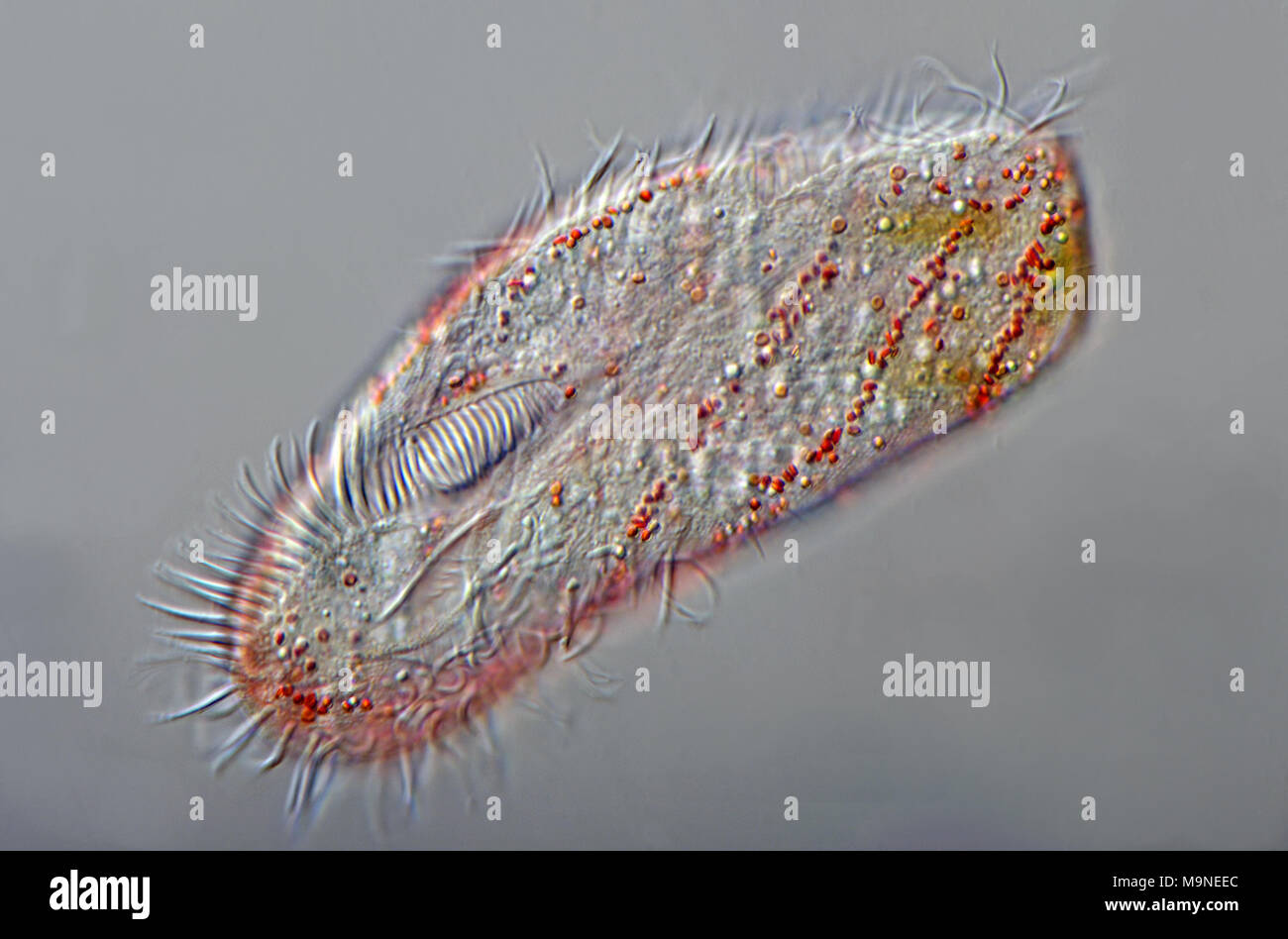Marine Ciliates