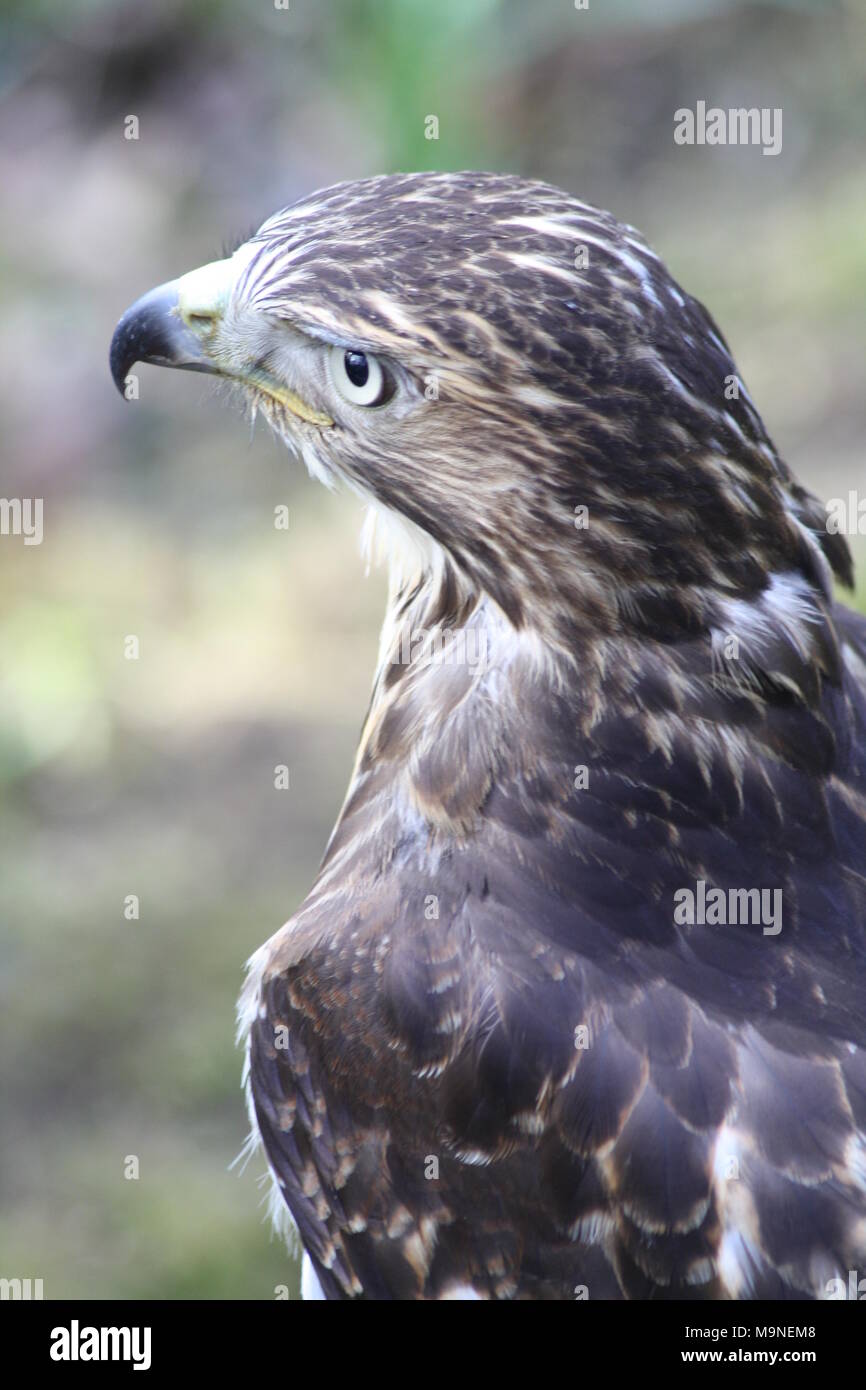 Hawk eyes hi-res stock photography and images - Alamy