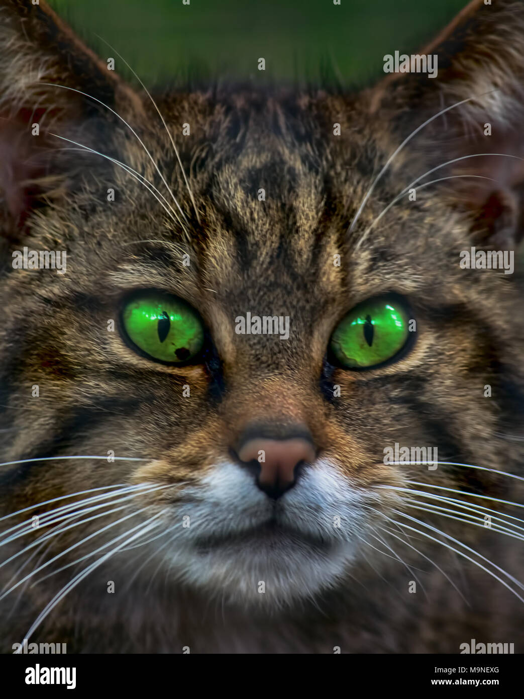 Scottish wild cat Stock Photo - Alamy