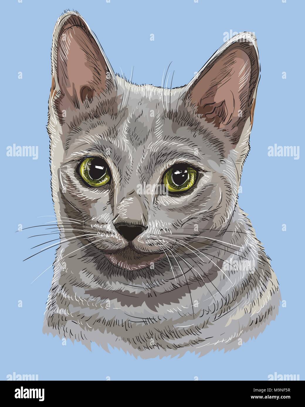 Russian blue cat green eyes hi-res stock photography and images - Alamy