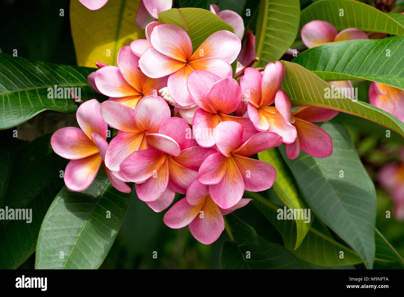 Detail of pink frangipeni in the spring. In Australia Stock Photo - Alamy
