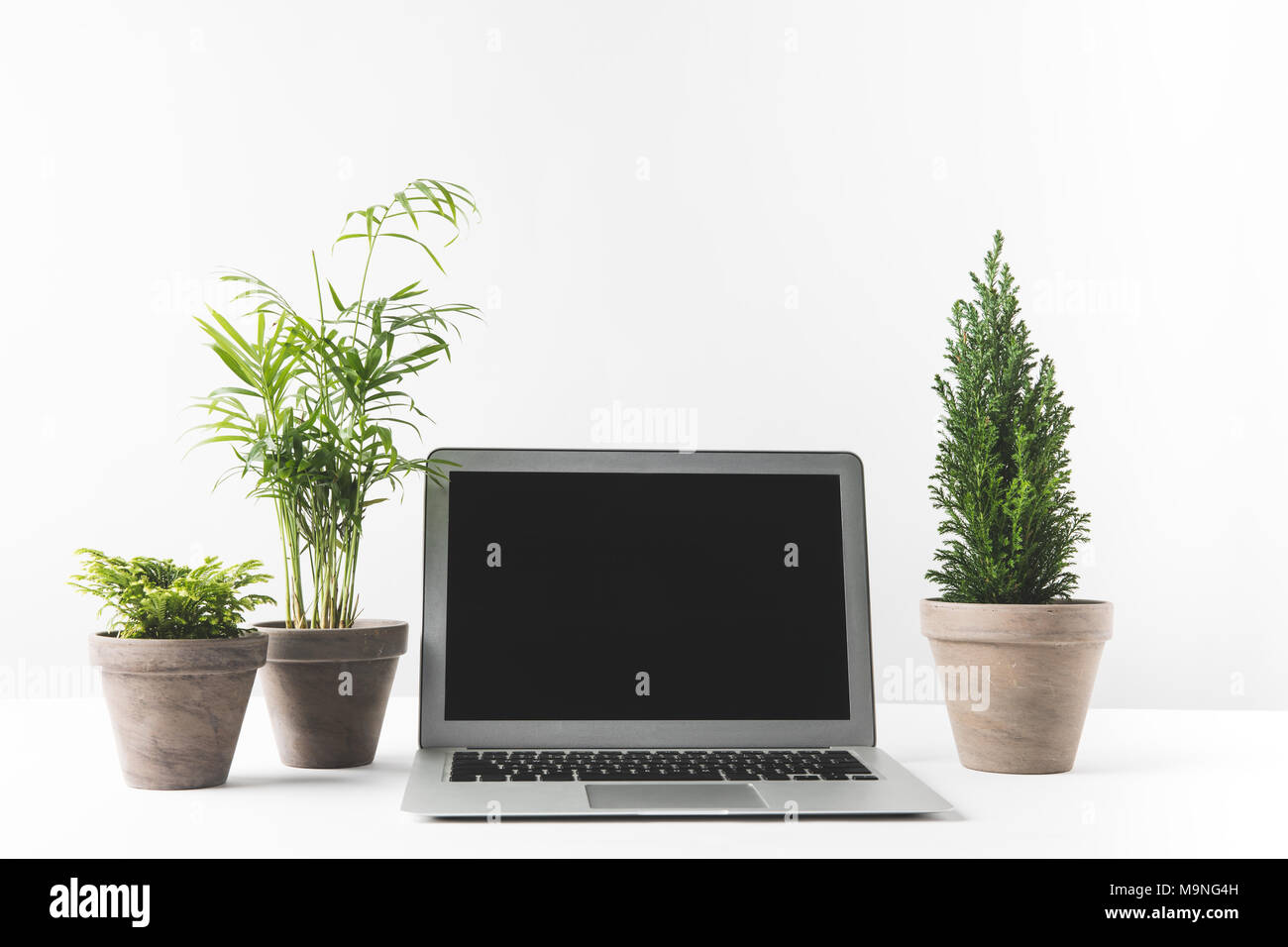 laptop with blank screen and beautiful home plants in pots on white ...