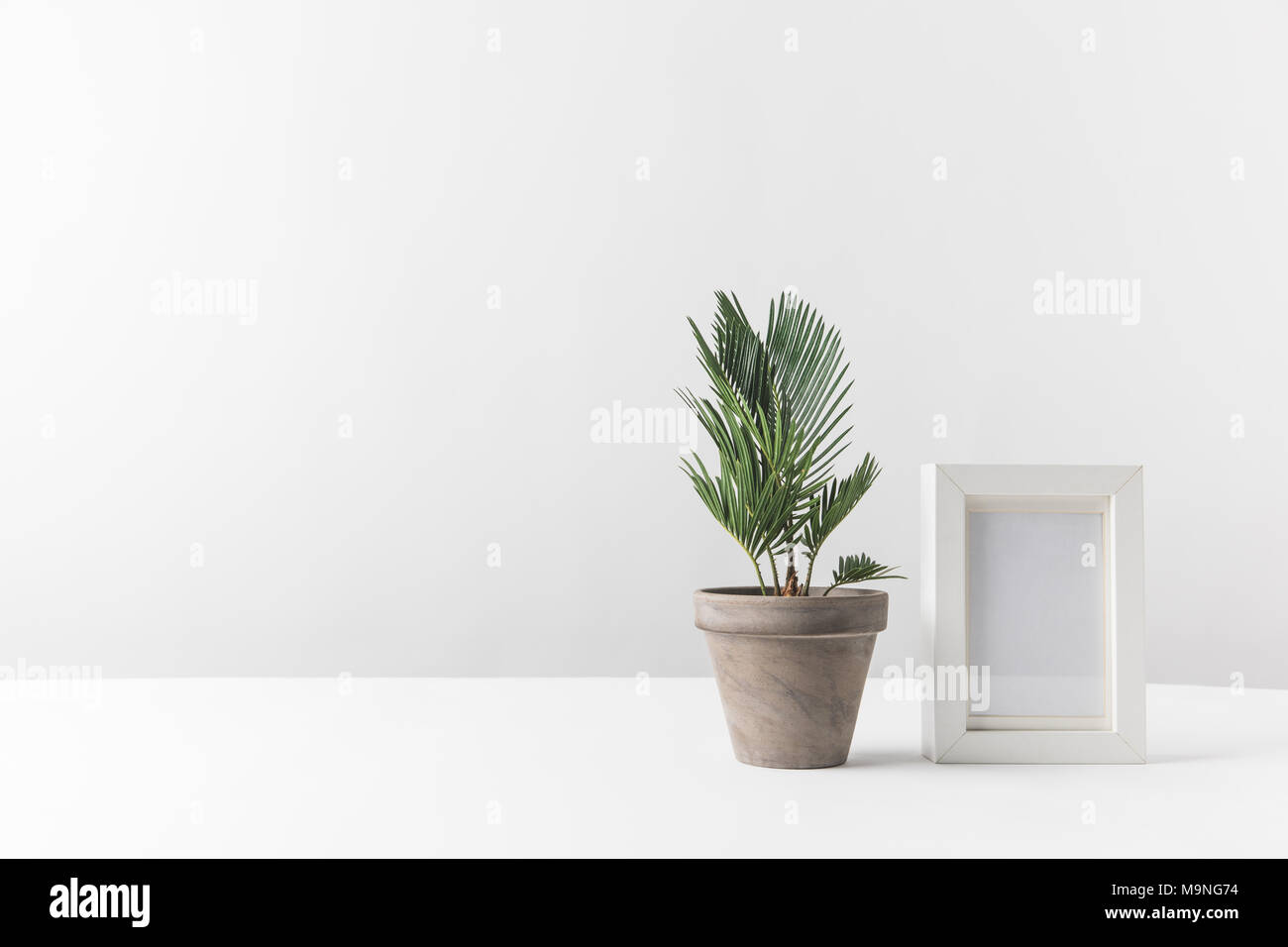 beautiful green potted plant and empty photo frame on white Stock Photo ...