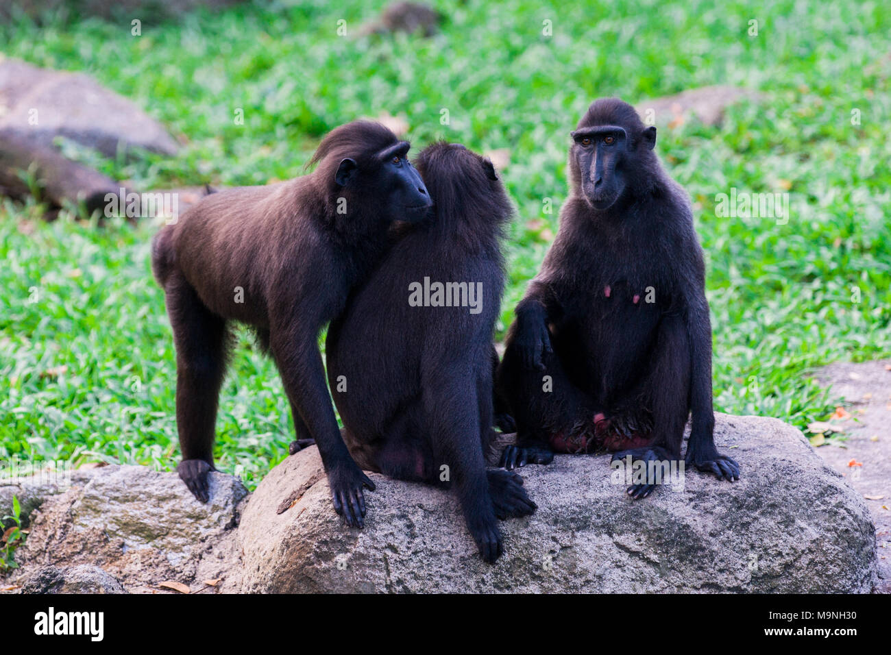 Sulawesi crested macaque sits on a rocks in the jungle Stock Photo - Alamy