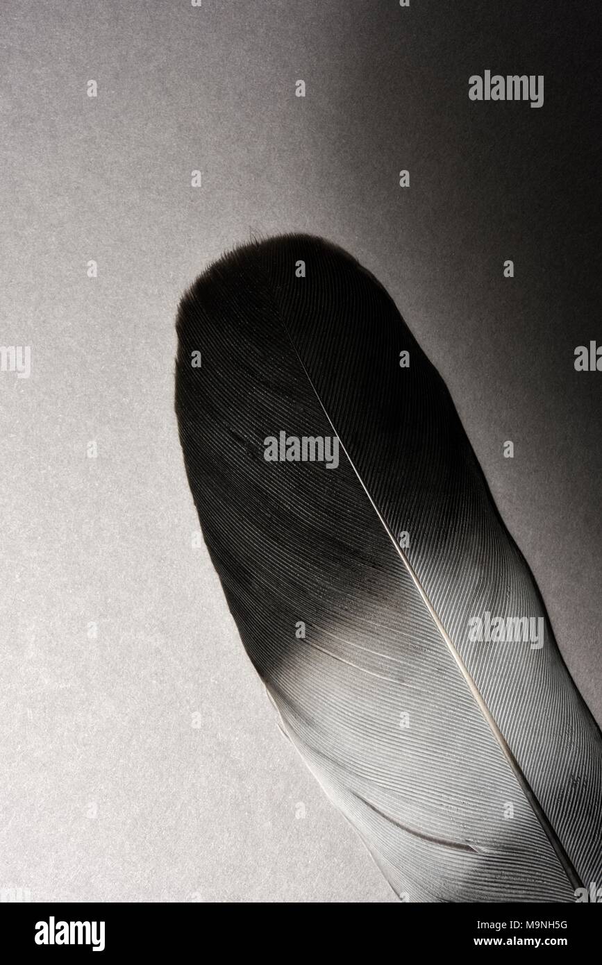 Black and grey feathers hi-res stock photography and images - Alamy