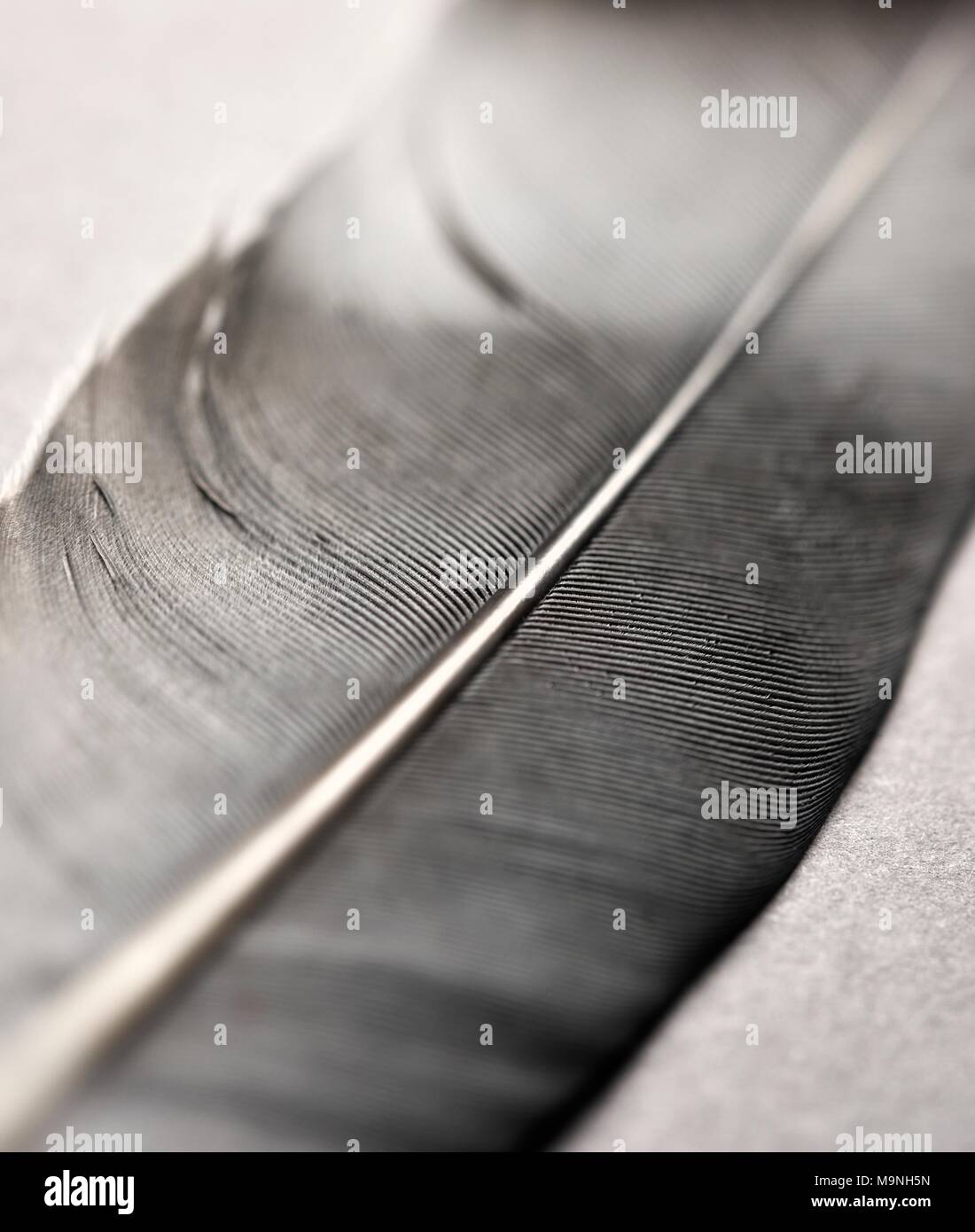 Bird feather close up mcro Stock Photo - Alamy
