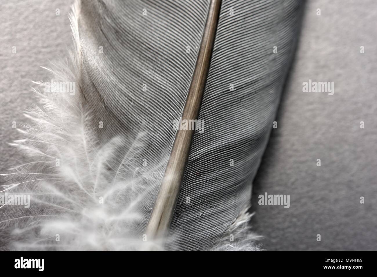 Bird feather close up mcro Stock Photo - Alamy
