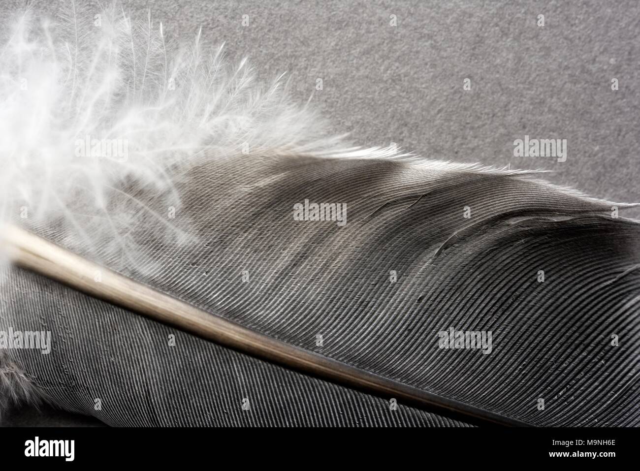 Bird feather close up mcro Stock Photo - Alamy