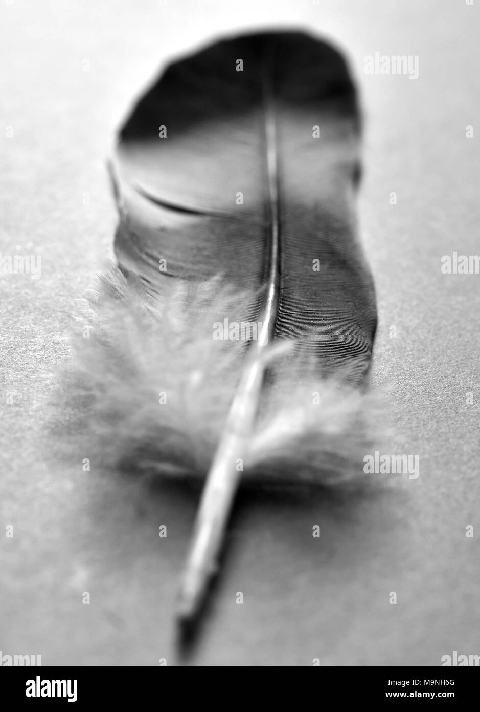 Striped bird Black and White Stock Photos & Images - Alamy