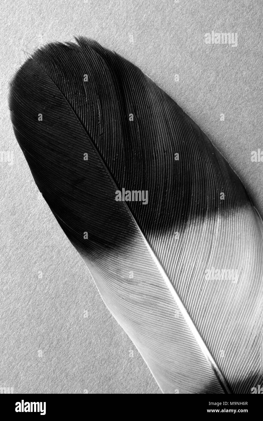 Mono image black and white Black and White Stock Photos & Images - Alamy