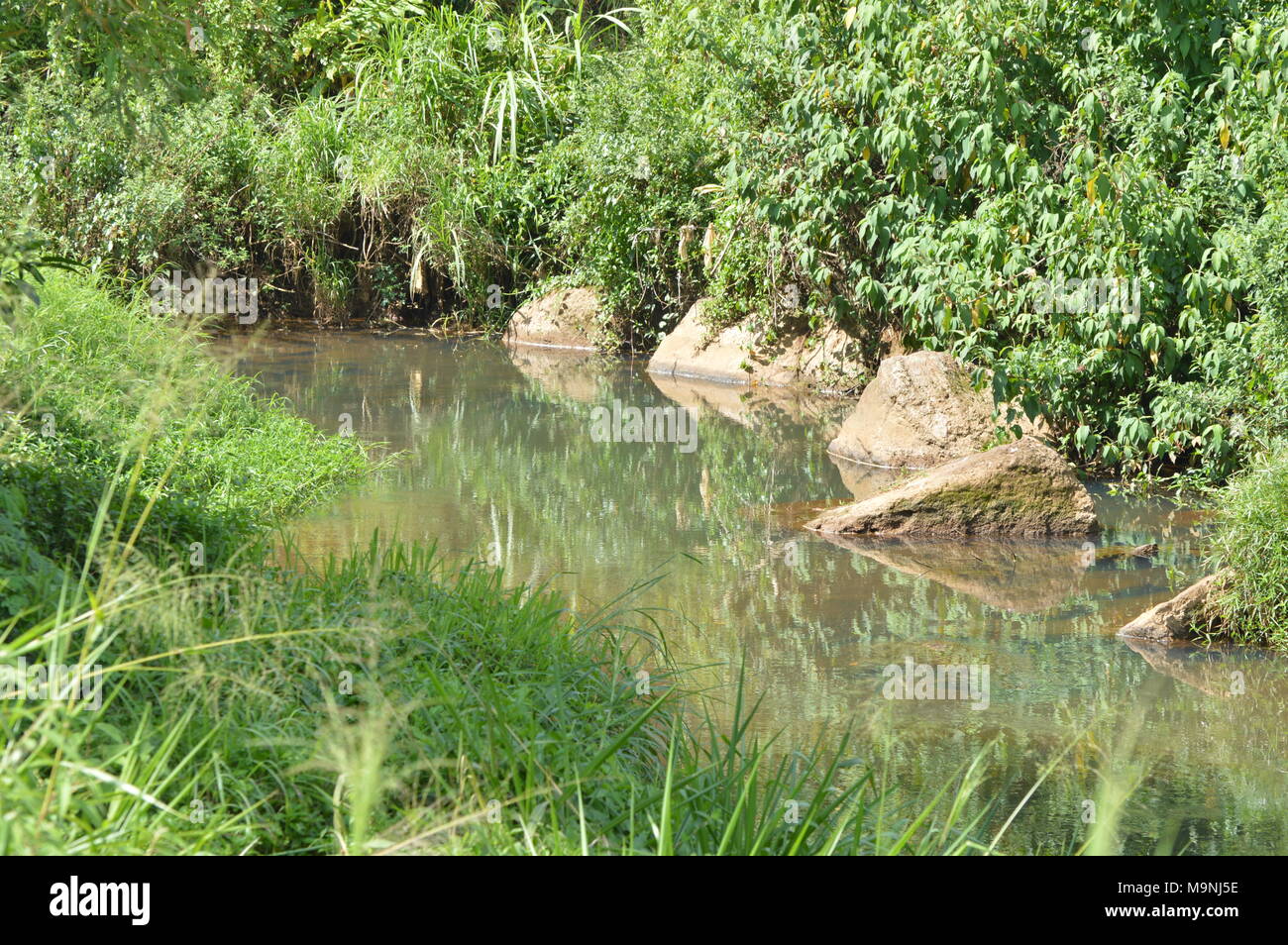 Tress of Jungle Stock Photo - Alamy