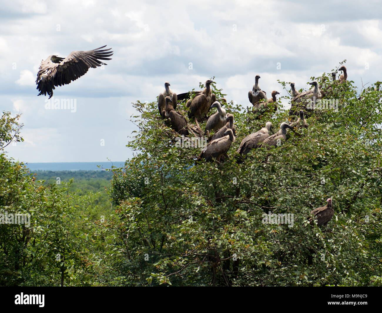 Kettle of vultures hi-res stock photography and images - Alamy