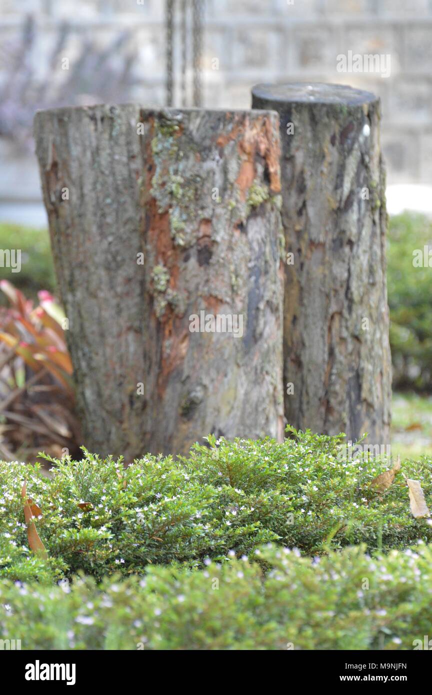 Chopped Trees in a Forest Stock Photo - Alamy