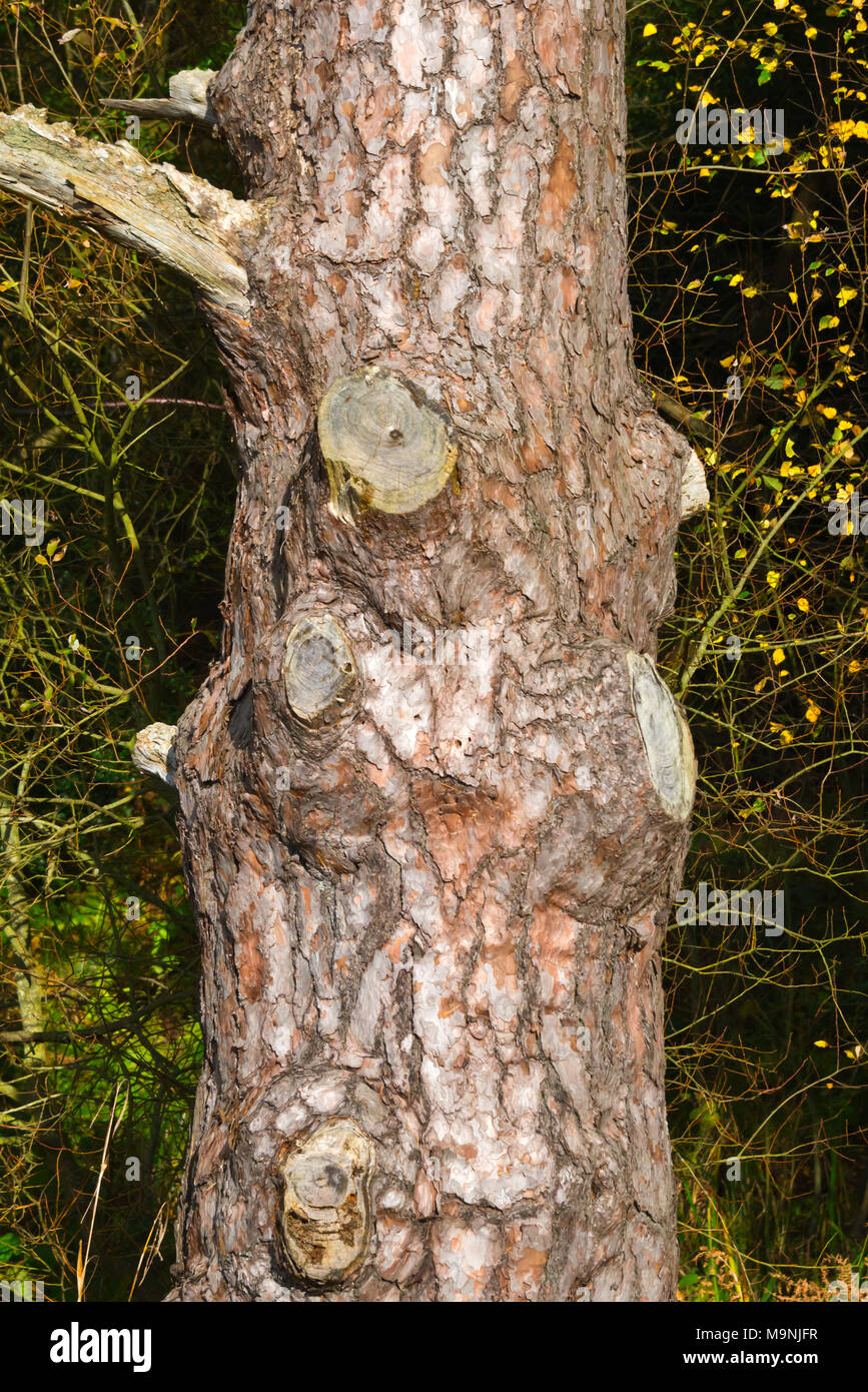 Patterned bark on a tree trunk with branches removed on the edge of ...