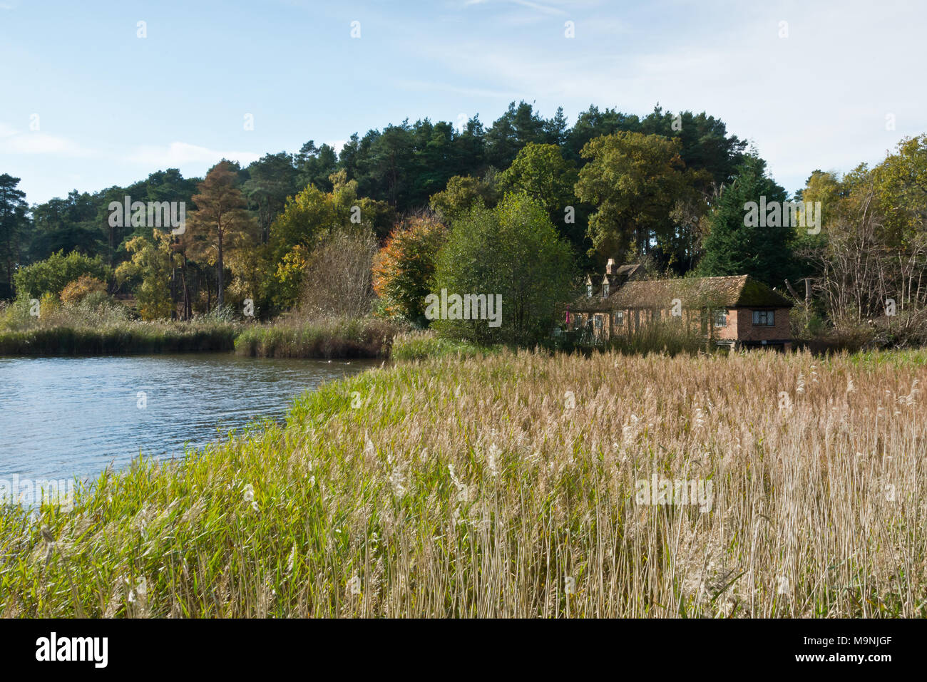 view across the grasses and trees onone side of National Trusts ...