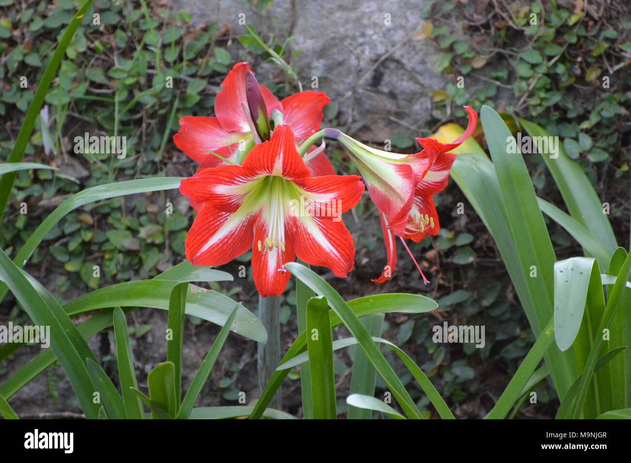 Three lily flowers hi-res stock photography and images - Alamy