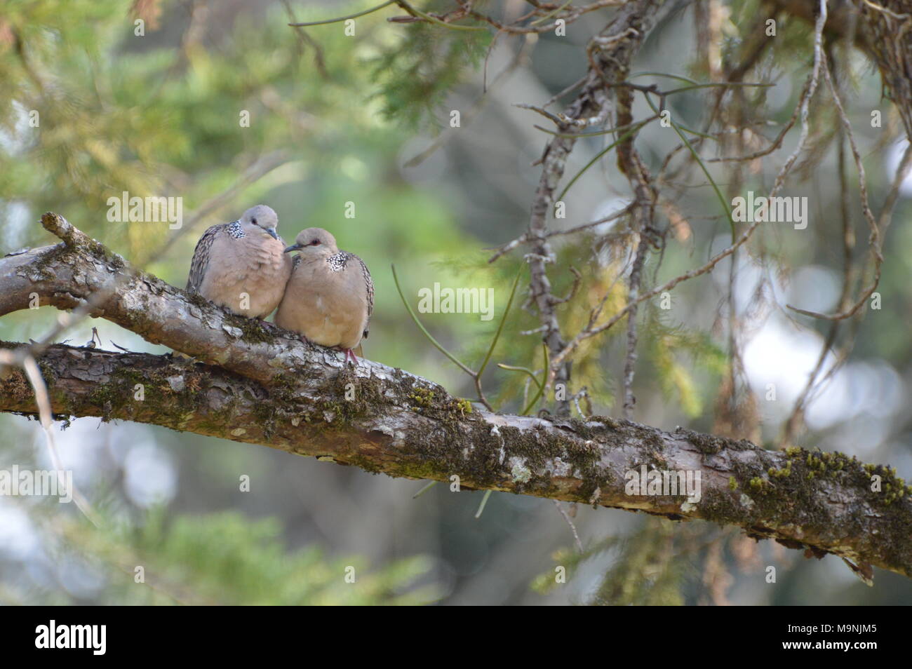 Spotted Dove Bird couple Stock Photo - Alamy