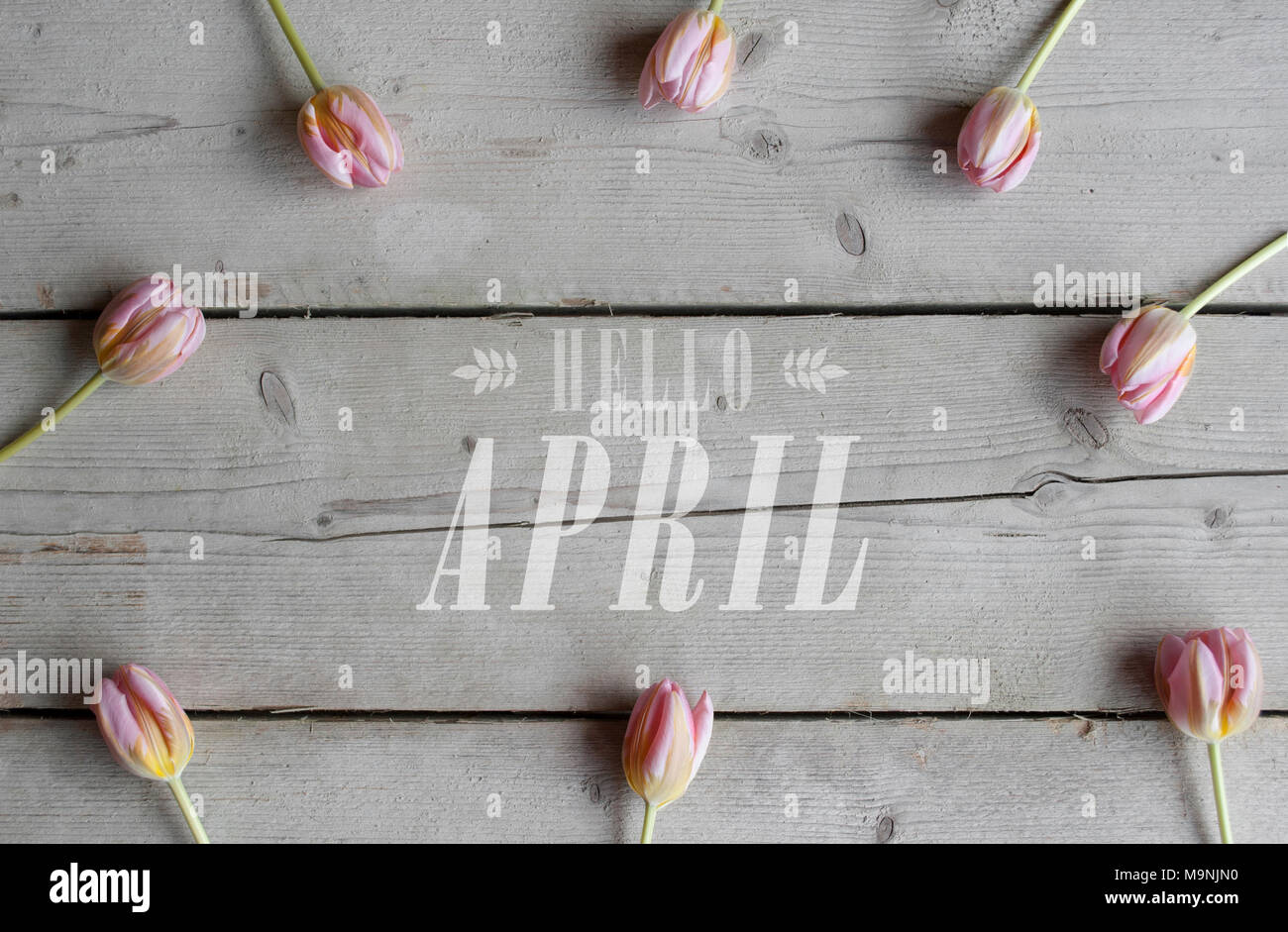 top view of pink tulips on vintage wooden ground, with text hello april ...