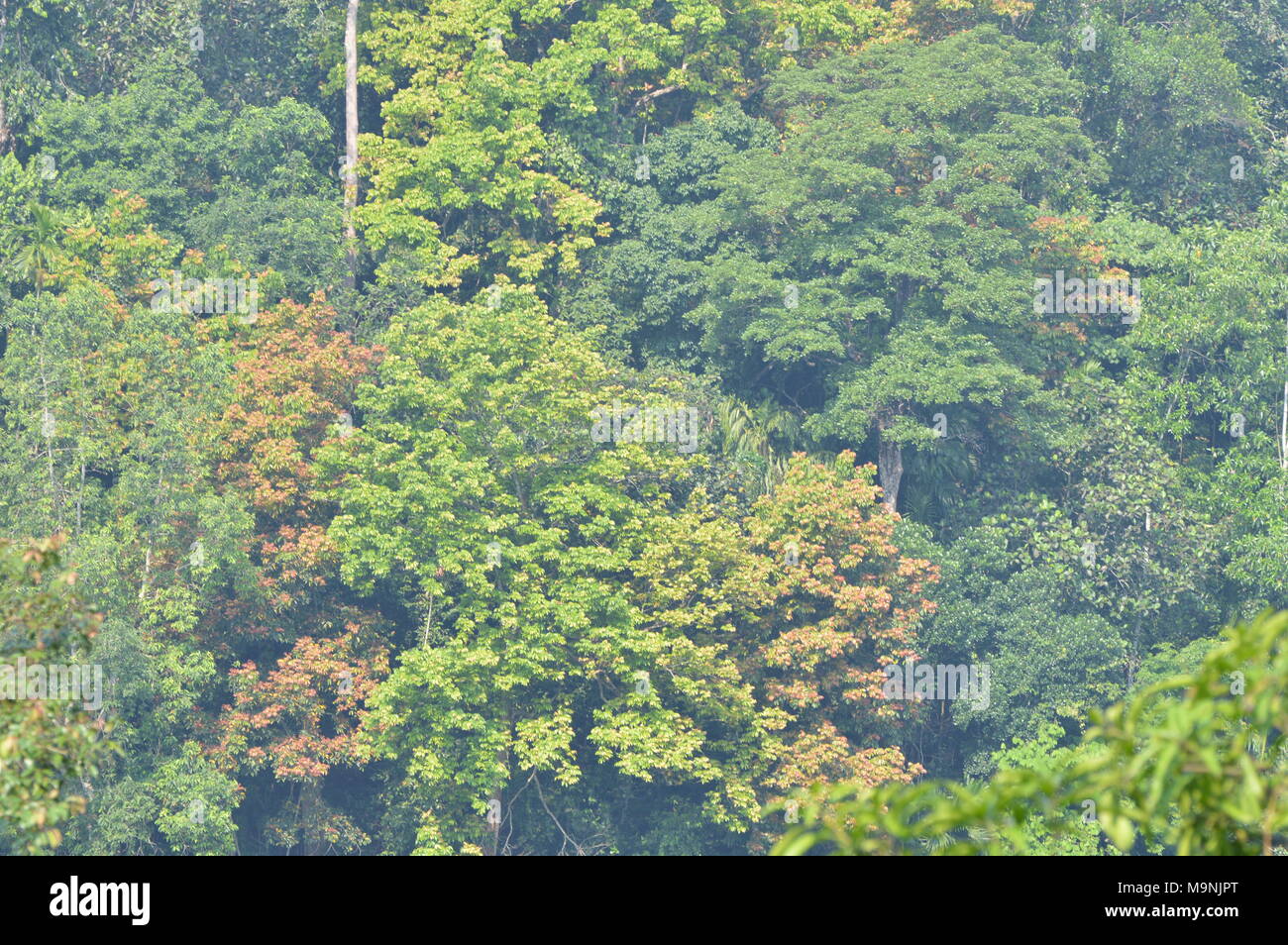 Tress of Jungle Stock Photo - Alamy