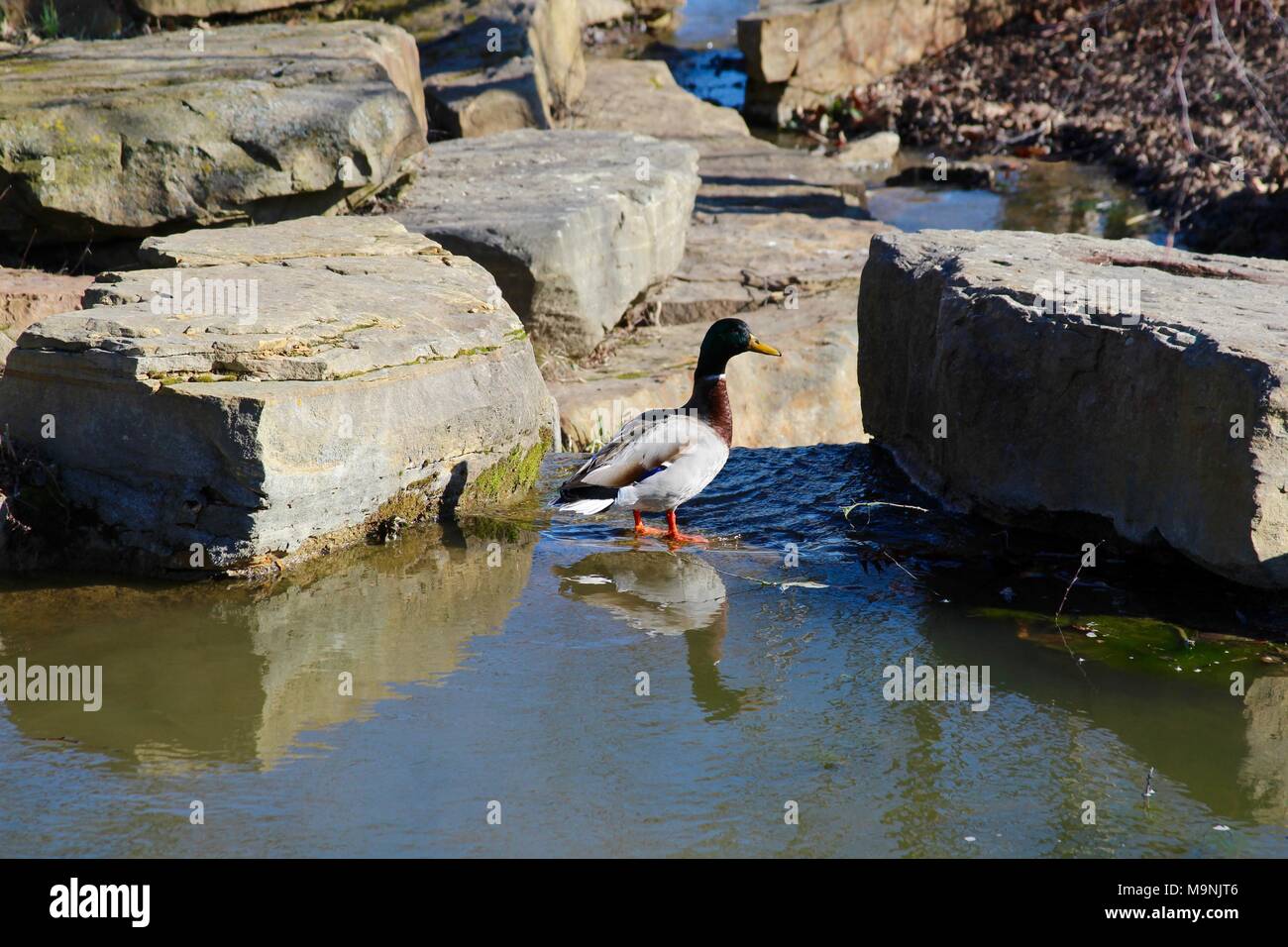 The beautiful parks of Warren and Montgomery Counties in Ohio Stock ...