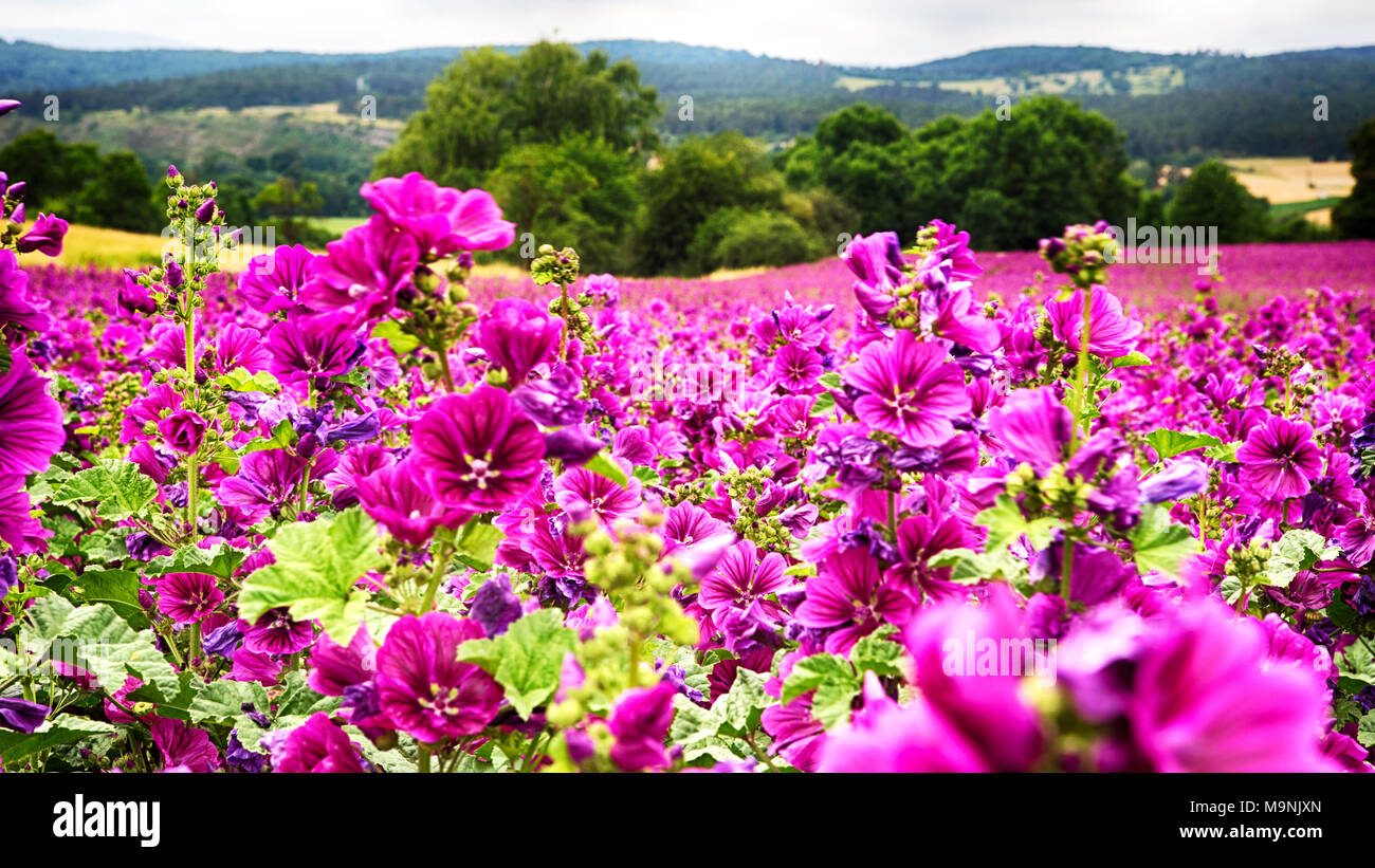 flower field of beautiful wild purple mallow Stock Photo - Alamy