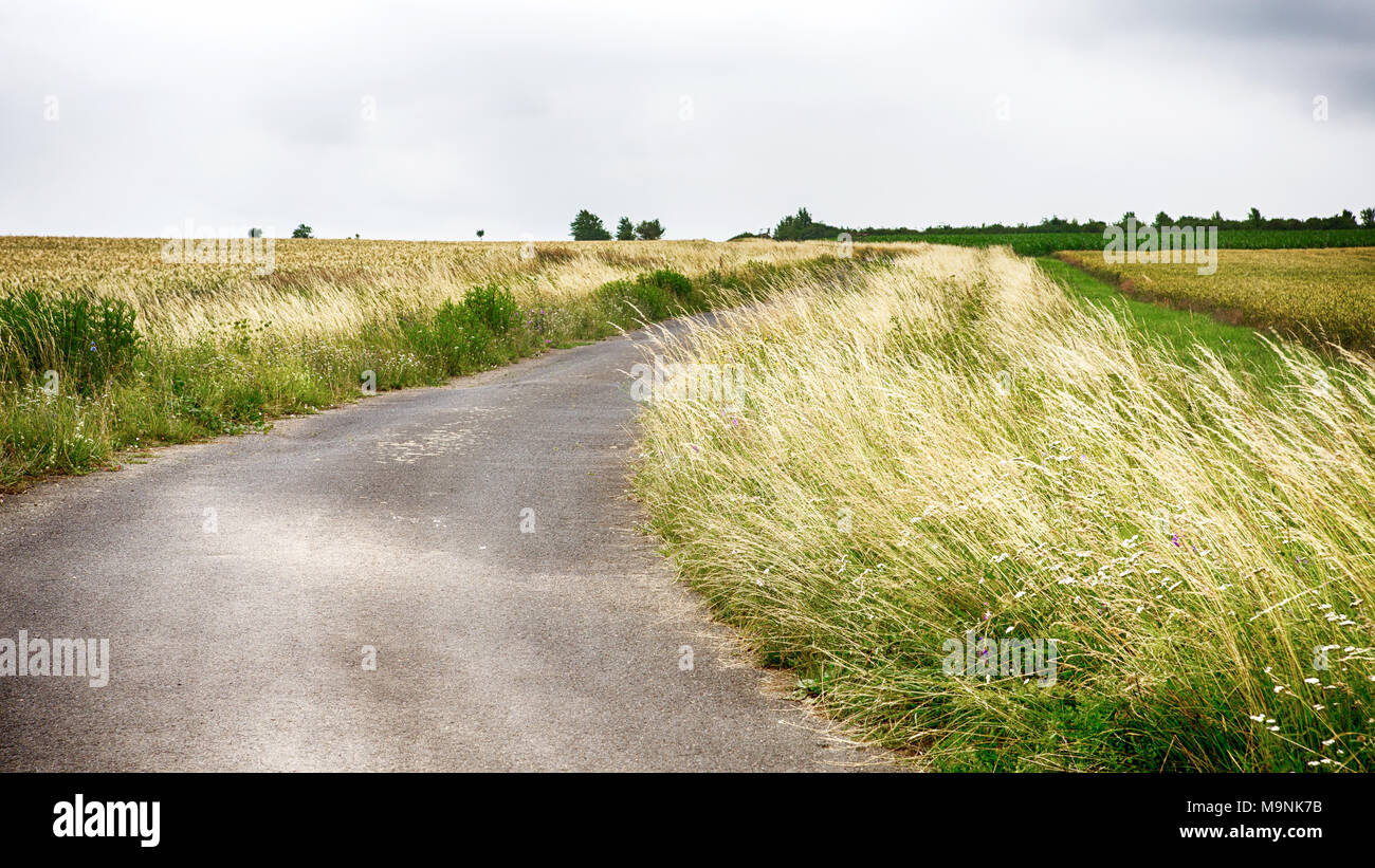 Cornfields and path hi-res stock photography and images - Alamy