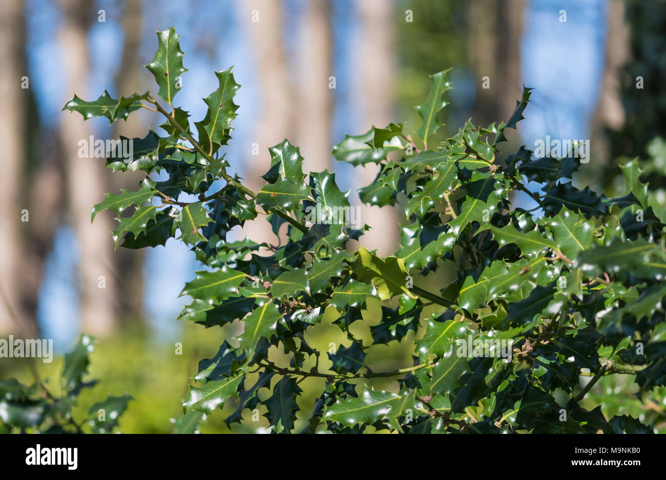Common Holly leaves (Ilex aquifolium) growing on a Holly bush in Winter ...