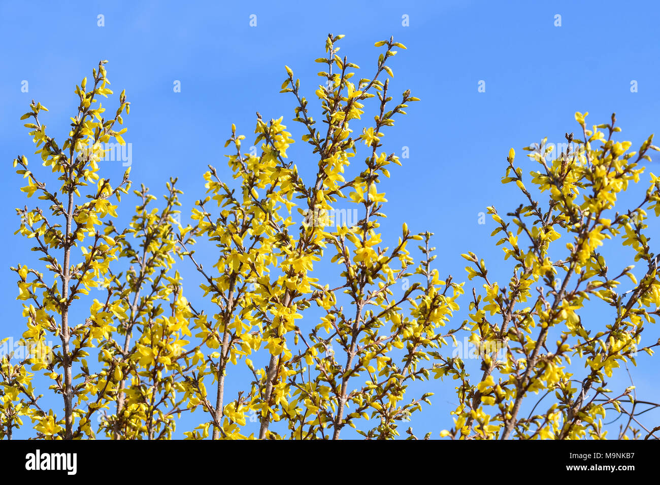 Forsythia tree hi-res stock photography and images - Alamy