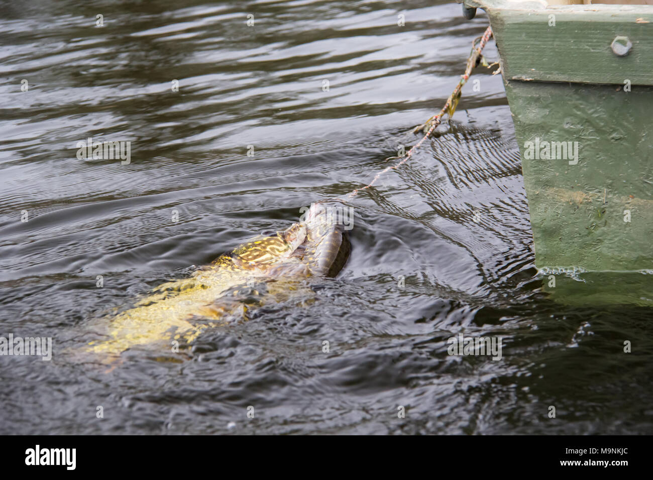 Freshwater northern pike fish hi-res stock photography and images - Alamy