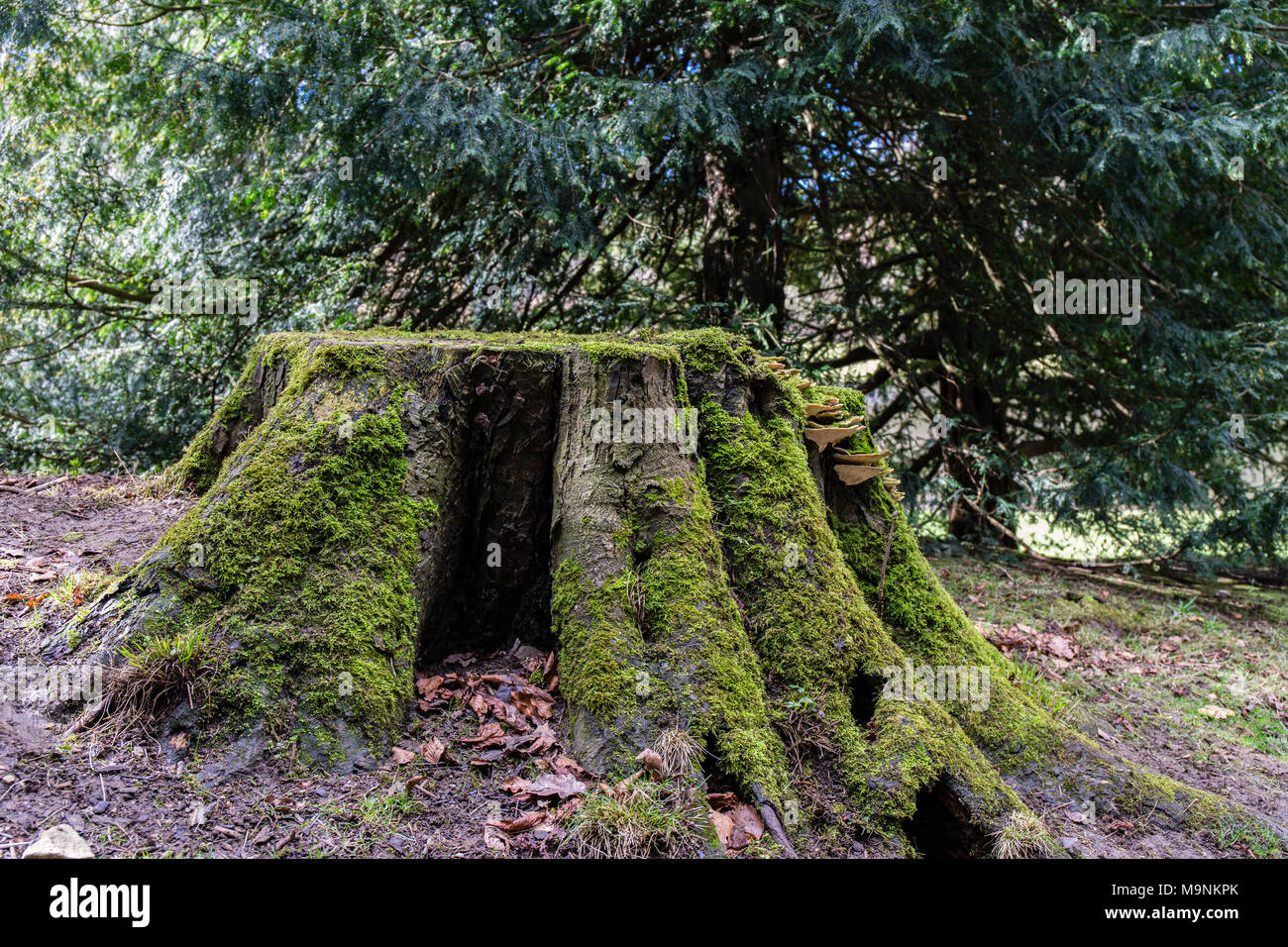 Sump Tree High Resolution Stock Photography and Images - Alamy