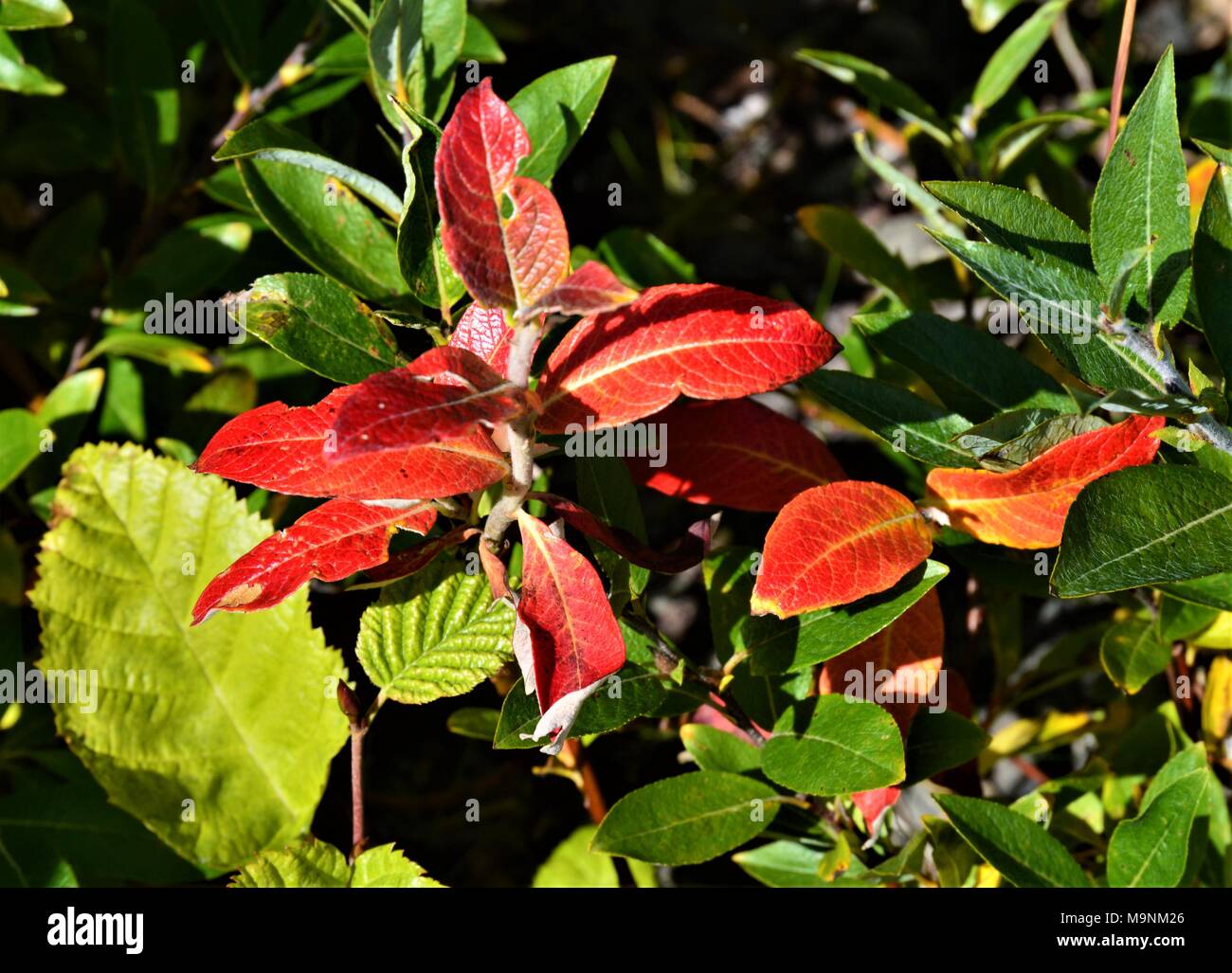 Covering texture hi-res stock photography and images - Alamy
